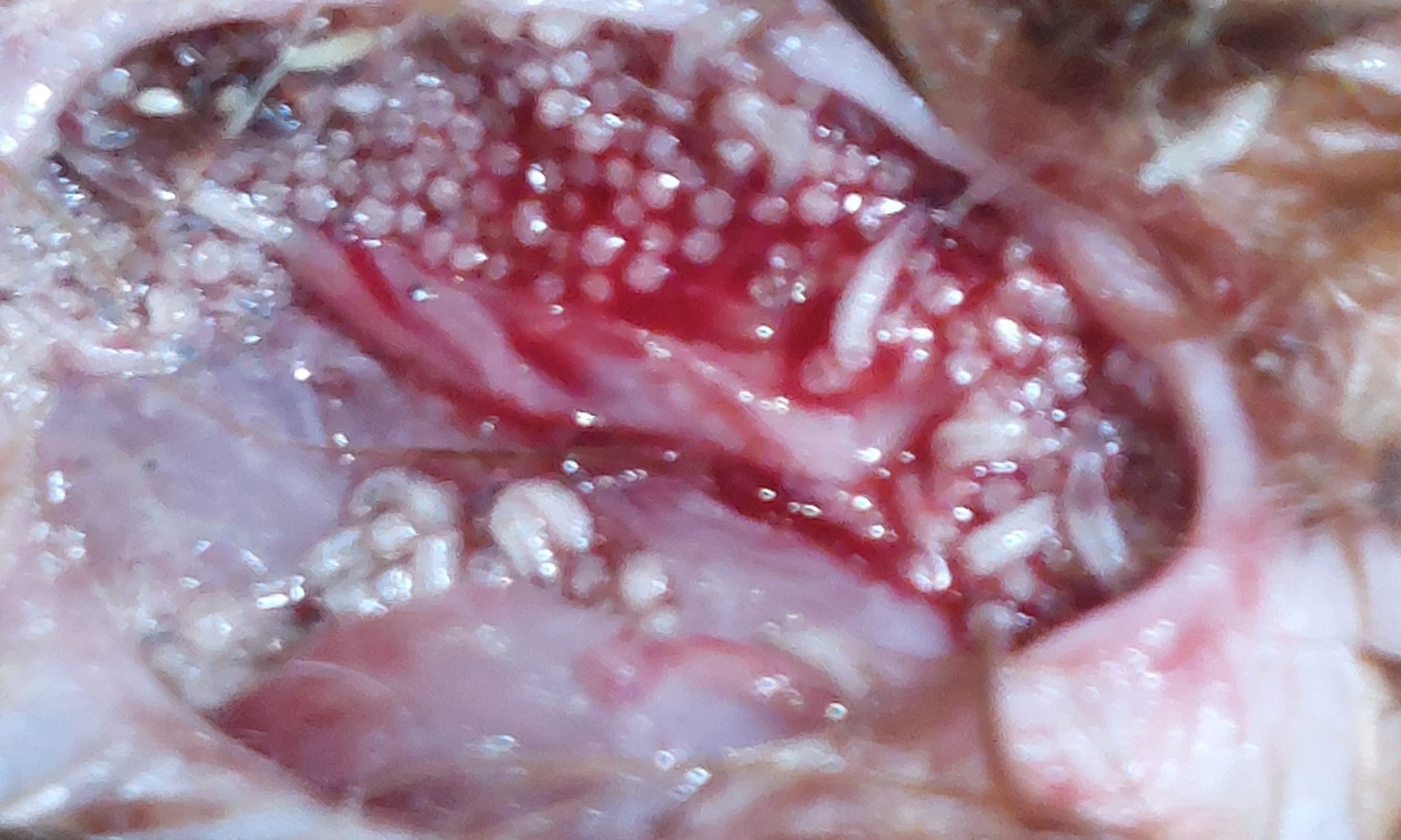 Pertolongan Pertama Saat Menjumpai Kasus Myasis Pada Kucing - Fakultas ...